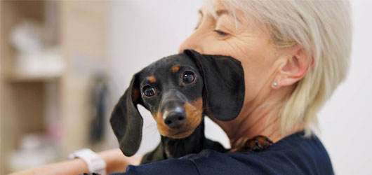 Animal Welfare Diploma | Stautzenberger College